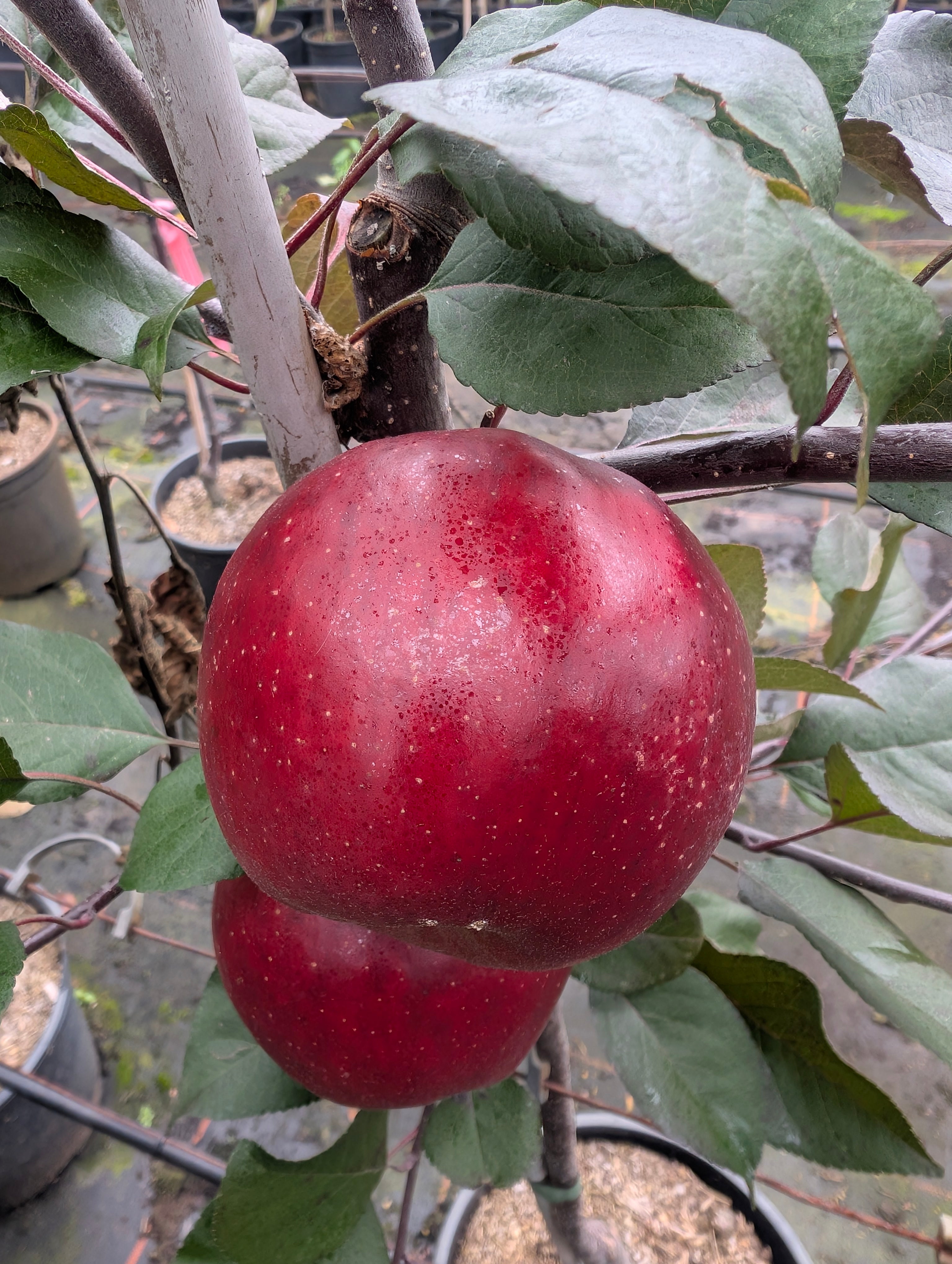 Apfelbaum Baya Marisa rotfleischige Apfelsorte aromatisch ...